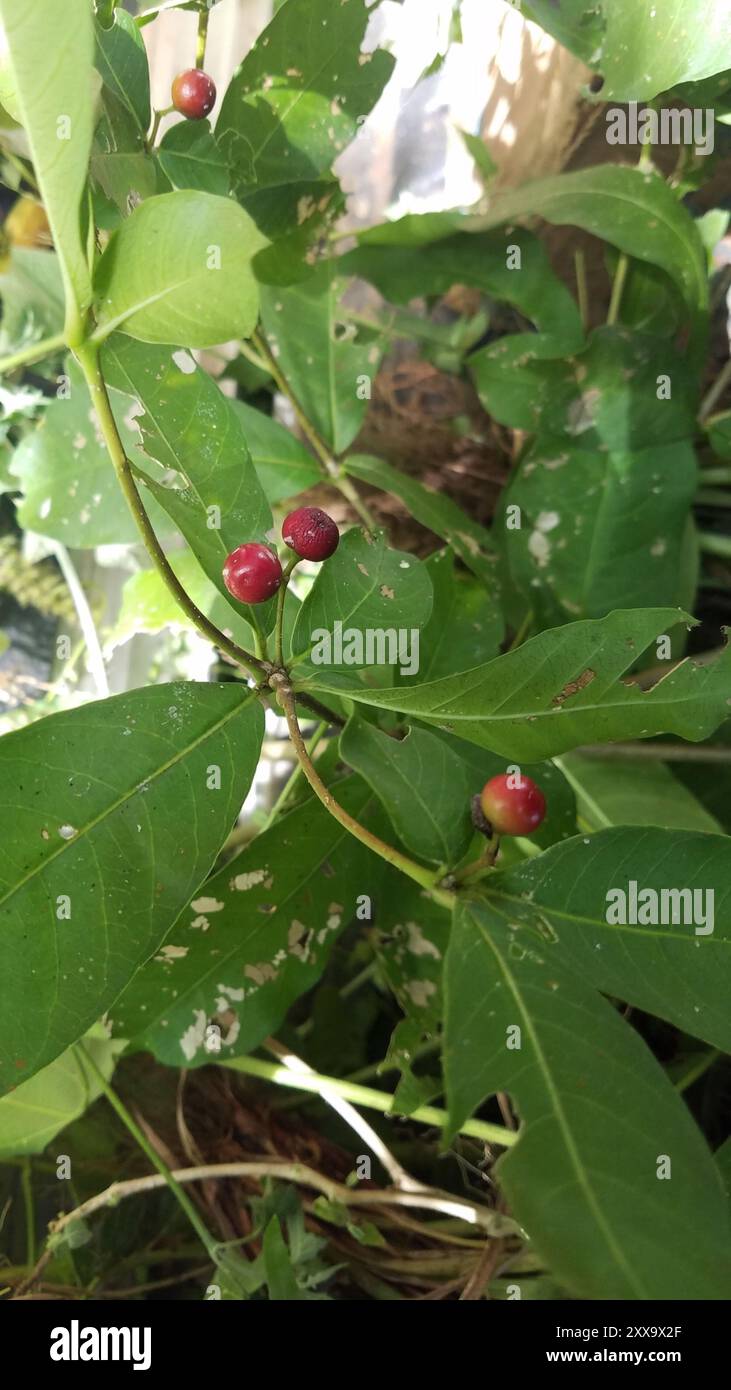 Be Still Tree (Rauvolfia tetraphylla) Plantae Stock Photo - Alamy