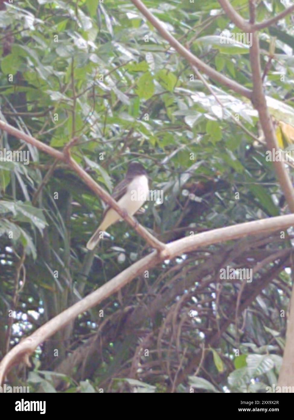Loggerhead Kingbird (Tyrannus caudifasciatus) Aves Stock Photo - Alamy