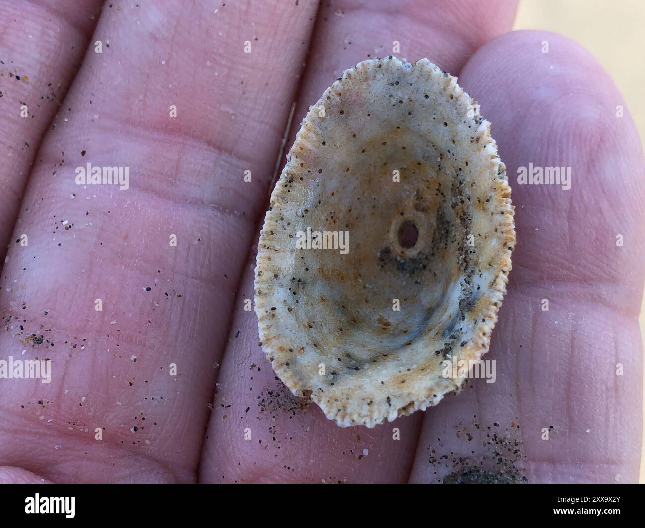 Rough Keyhole Limpet (Diodora aspera) Mollusca Stock Photo - Alamy