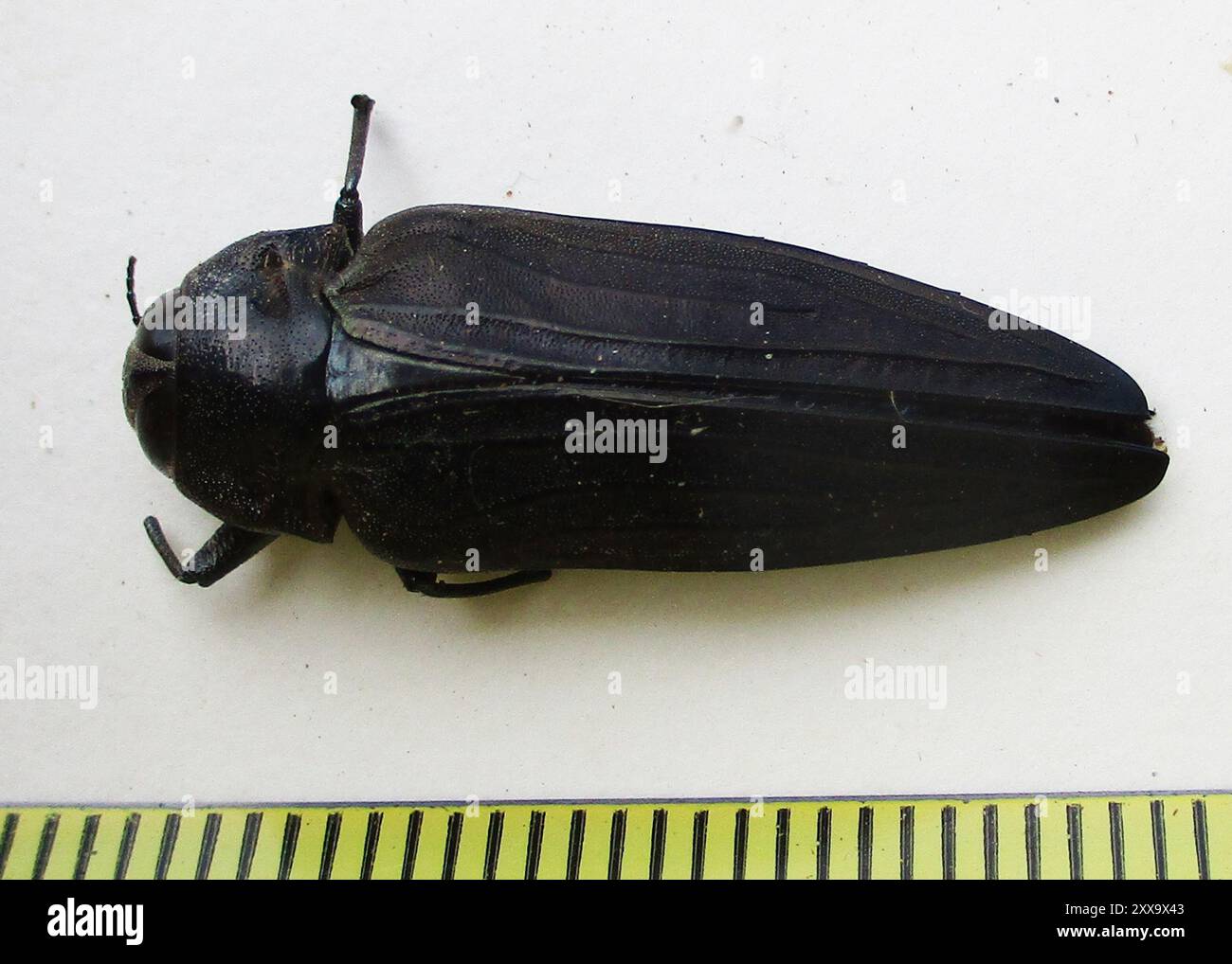 (Belionota championi) Insecta Stock Photo - Alamy