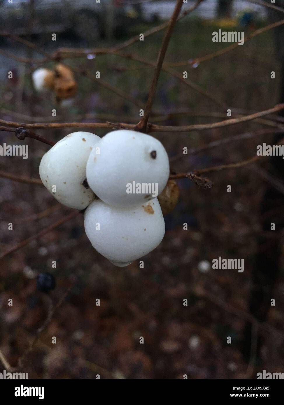Common Snowberry (Symphoricarpos albus) Plantae Stock Photo - Alamy