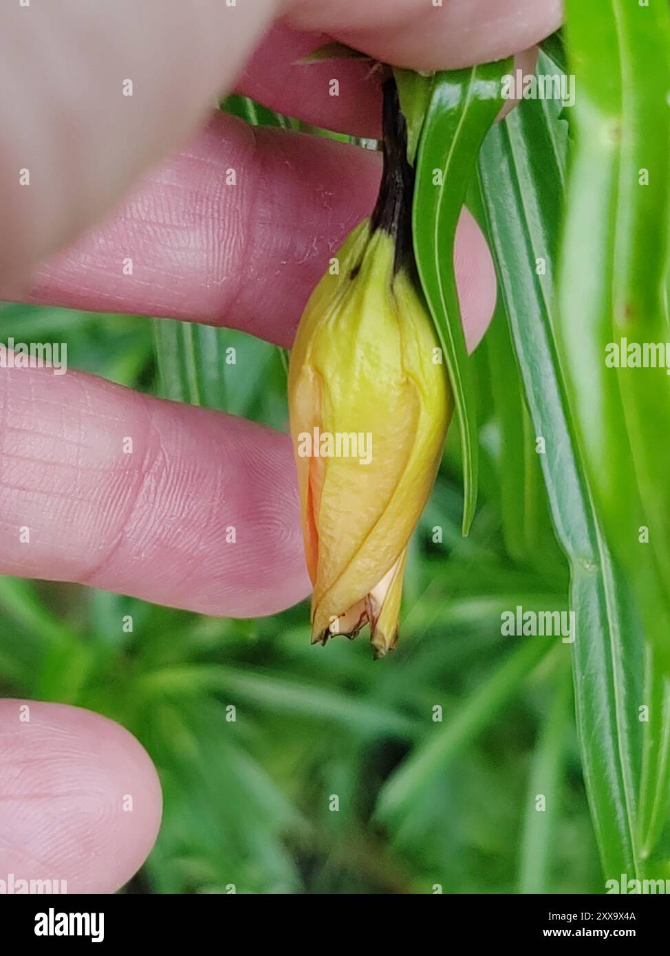 Be-still tree (Cascabela thevetia) Plantae Stock Photo - Alamy