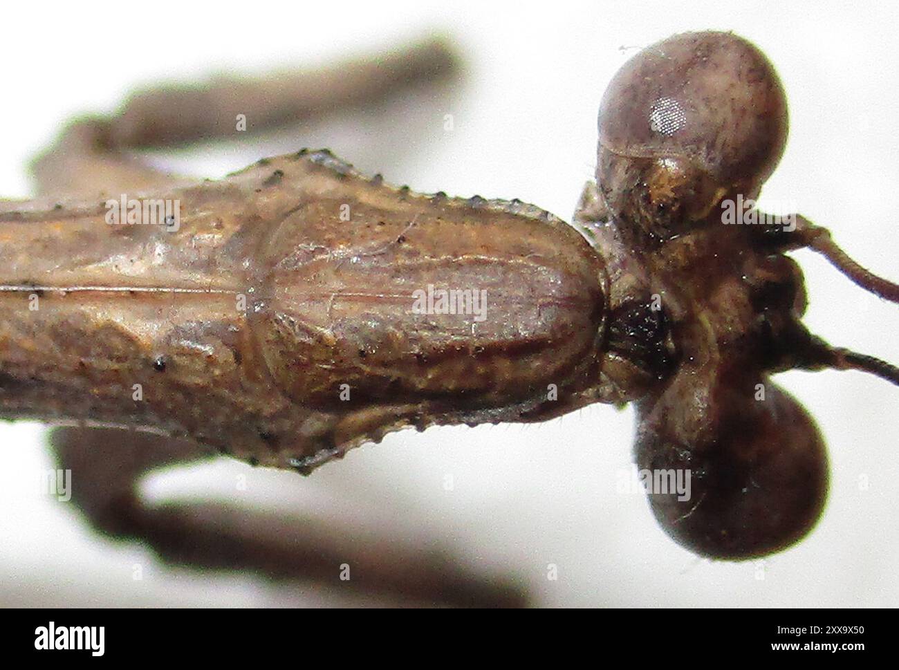 African Stick Mantis (Popa spurca) Insecta Stock Photo - Alamy