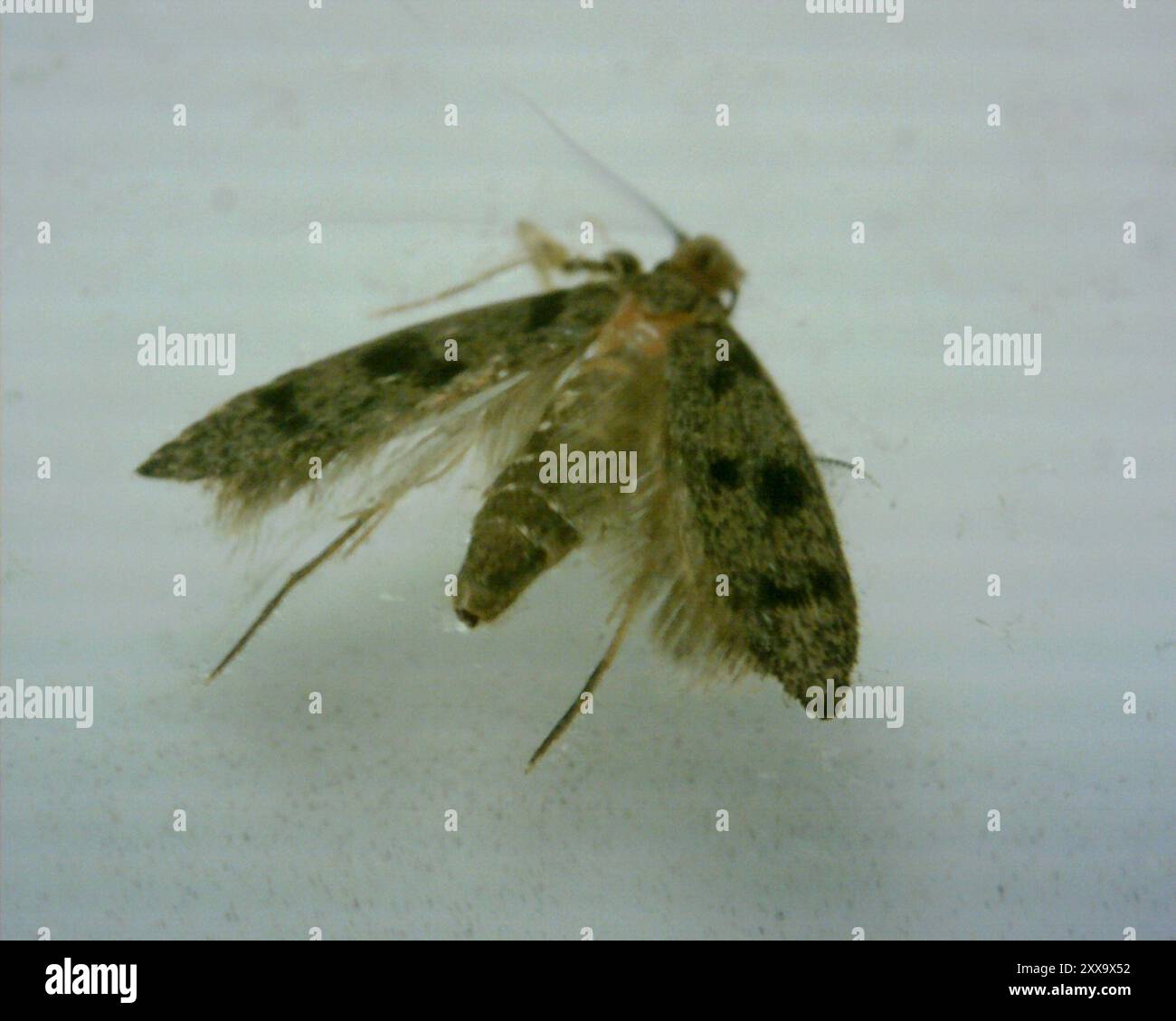 Butterflies and Moths (Lepidoptera) Insecta Stock Photo - Alamy