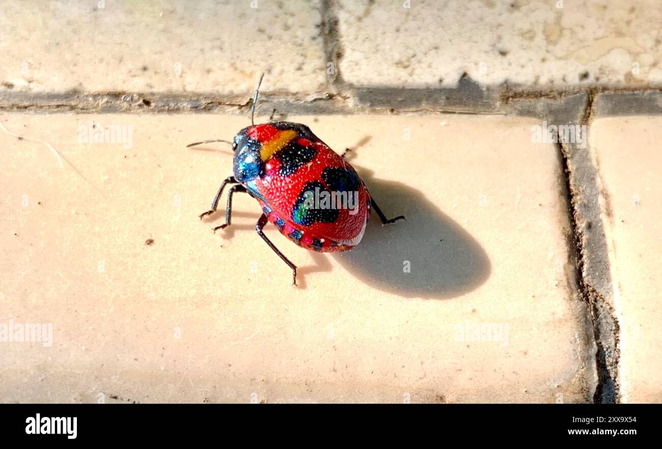 Red Jewel Bug (Choerocoris paganus) Insecta Stock Photo - Alamy