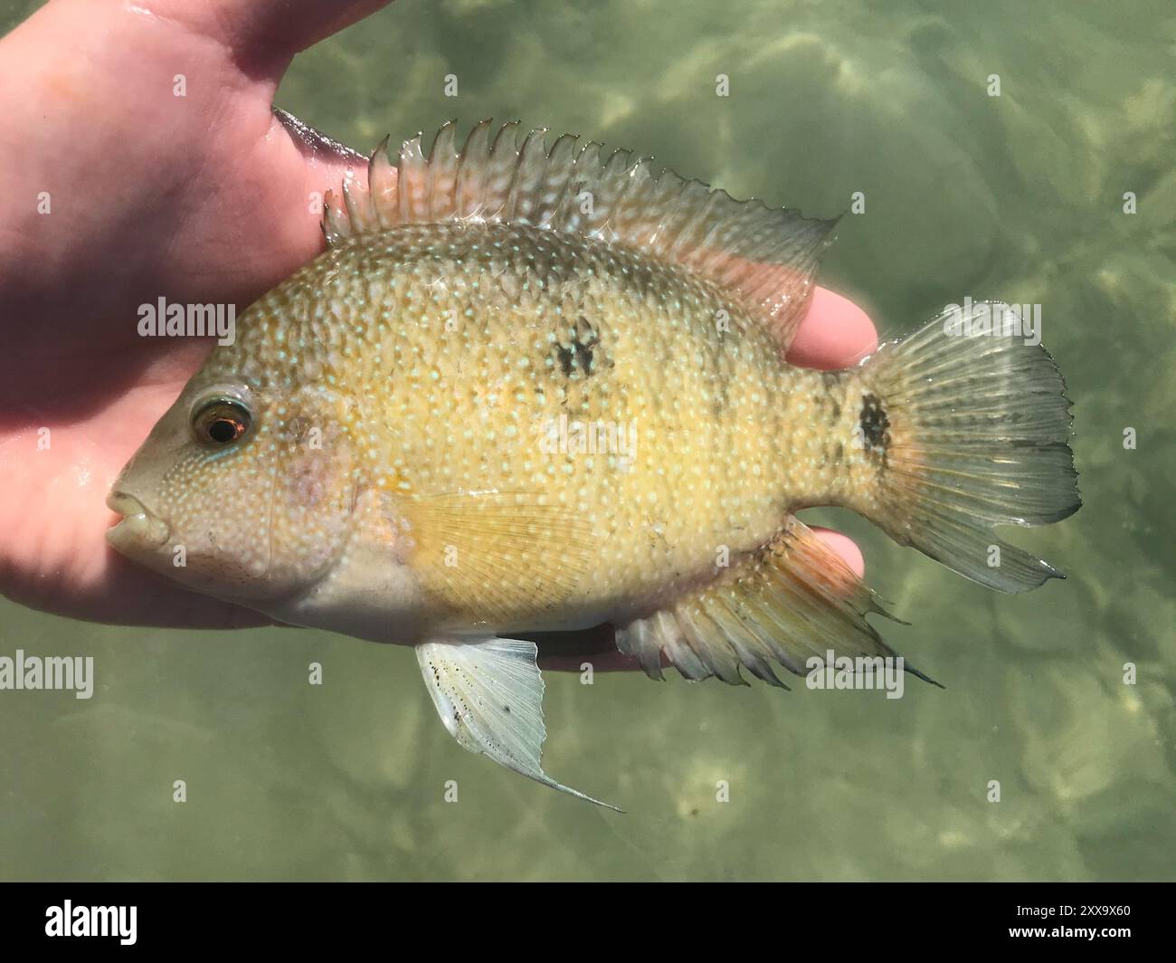 Texas Cichlid (Herichthys cyanoguttatus) Actinopterygii Stock Photo - Alamy