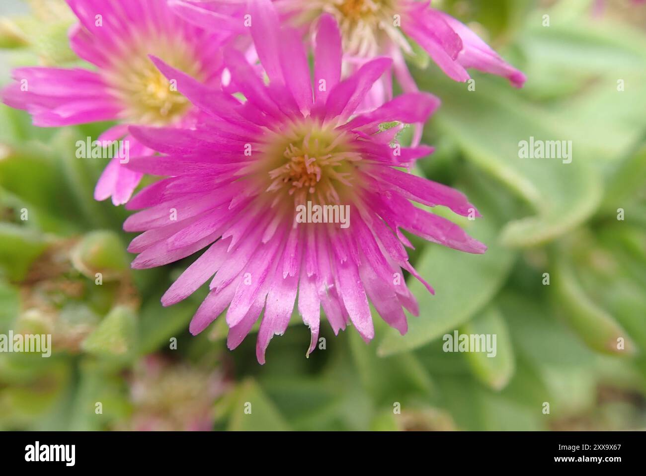 Fire Sheepfig (Delosperma sutherlandii) Plantae Stock Photo - Alamy