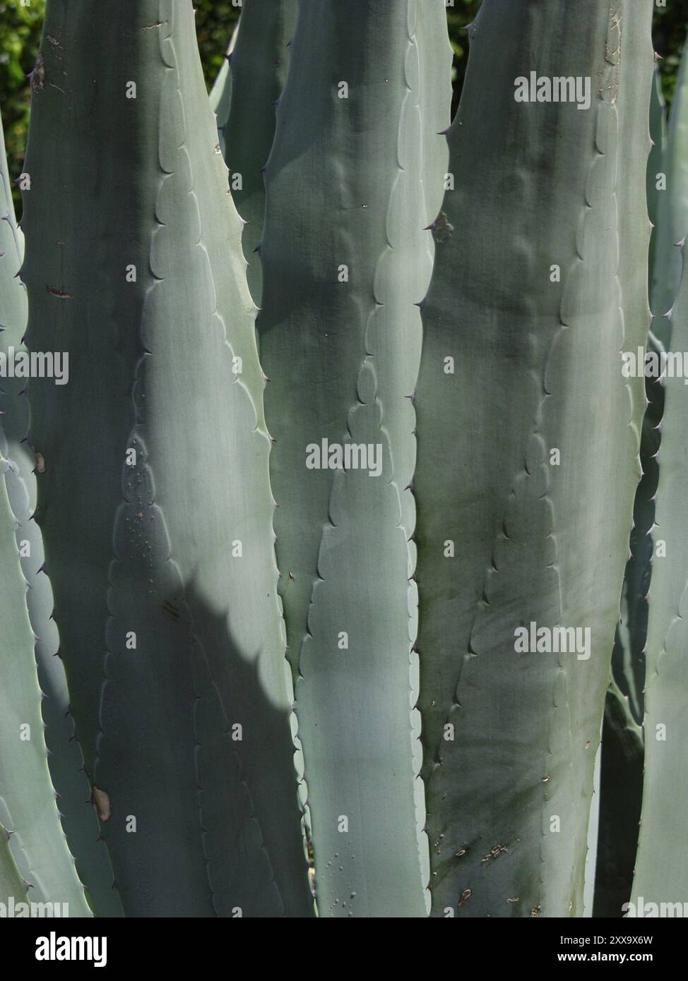 American century plant (Agave americana) Plantae Stock Photo - Alamy