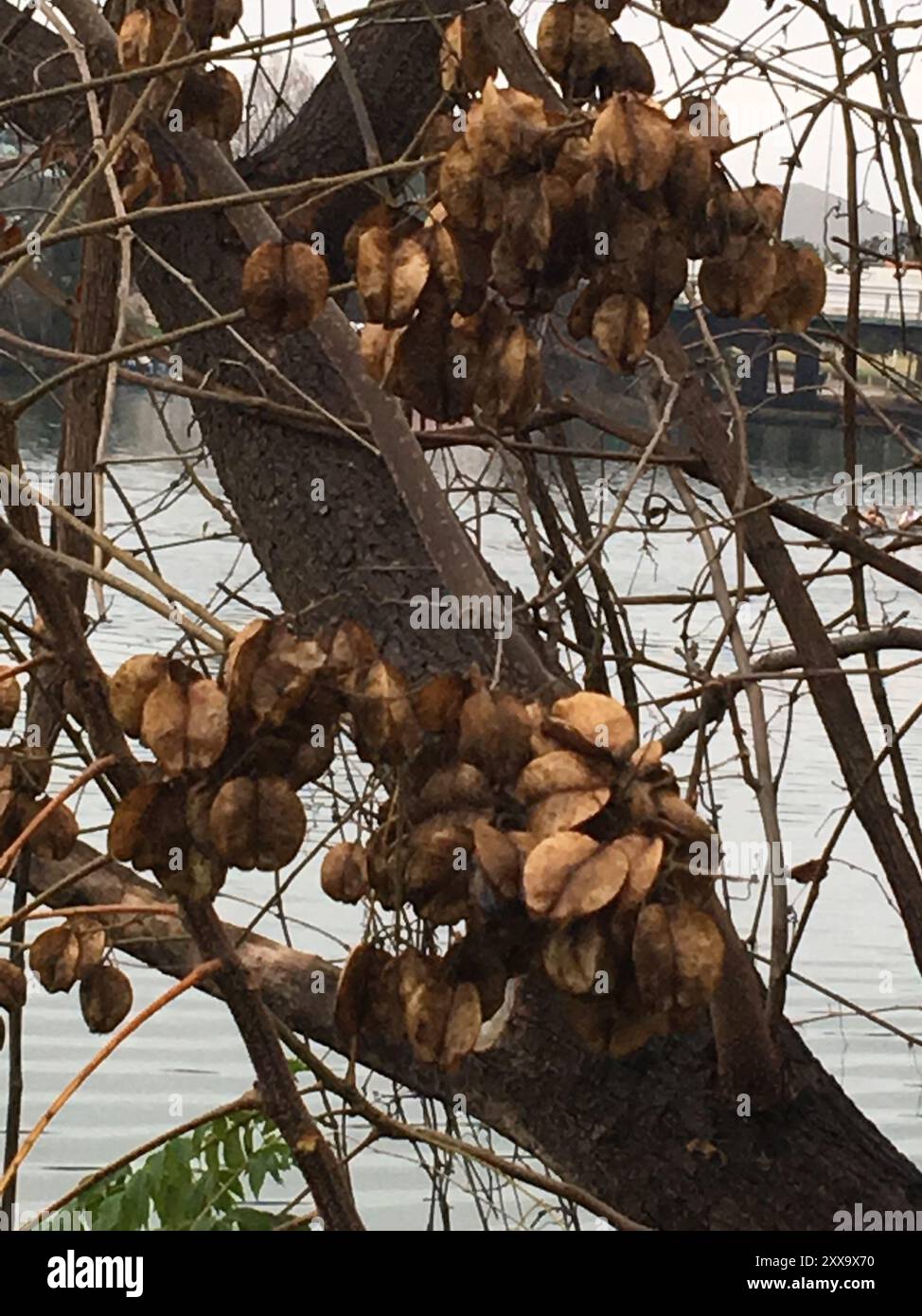 Taiwanese Rain Tree (Koelreuteria elegans) Plantae Stock Photo - Alamy