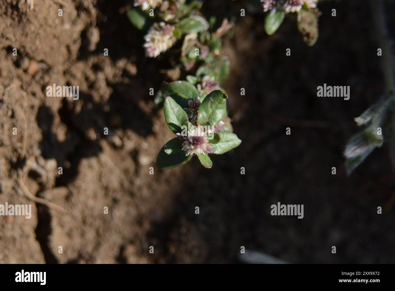 Sessile Joyweed (Alternanthera sessilis) Plantae Stock Photo - Alamy