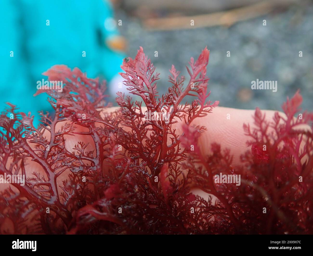 (Plocamium pacificum) Plantae Stock Photo - Alamy