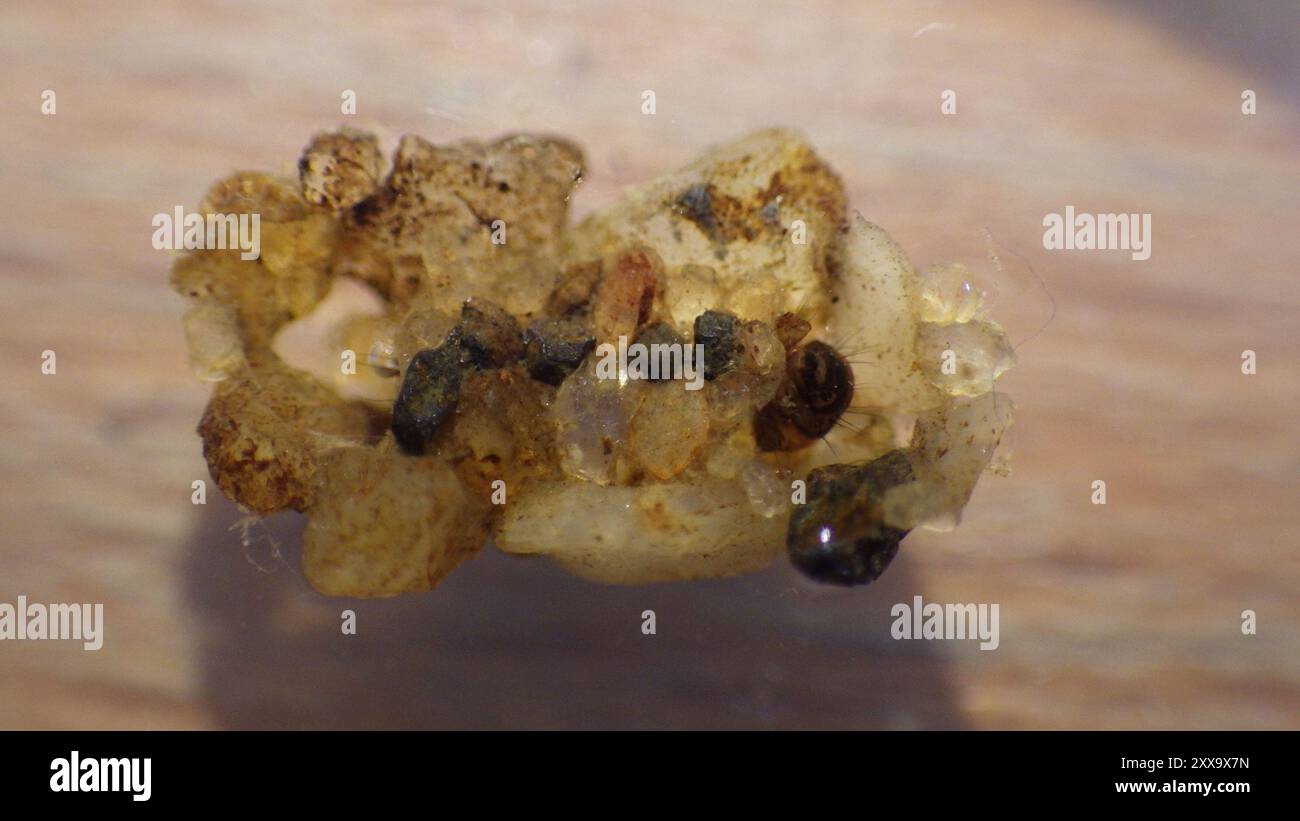Little Black Caddisflies (Glossosomatidae) Insecta Stock Photo - Alamy
