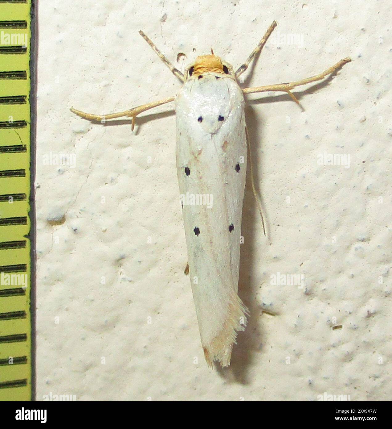 (Ethmia austronamibiensis) Insecta Stock Photo - Alamy