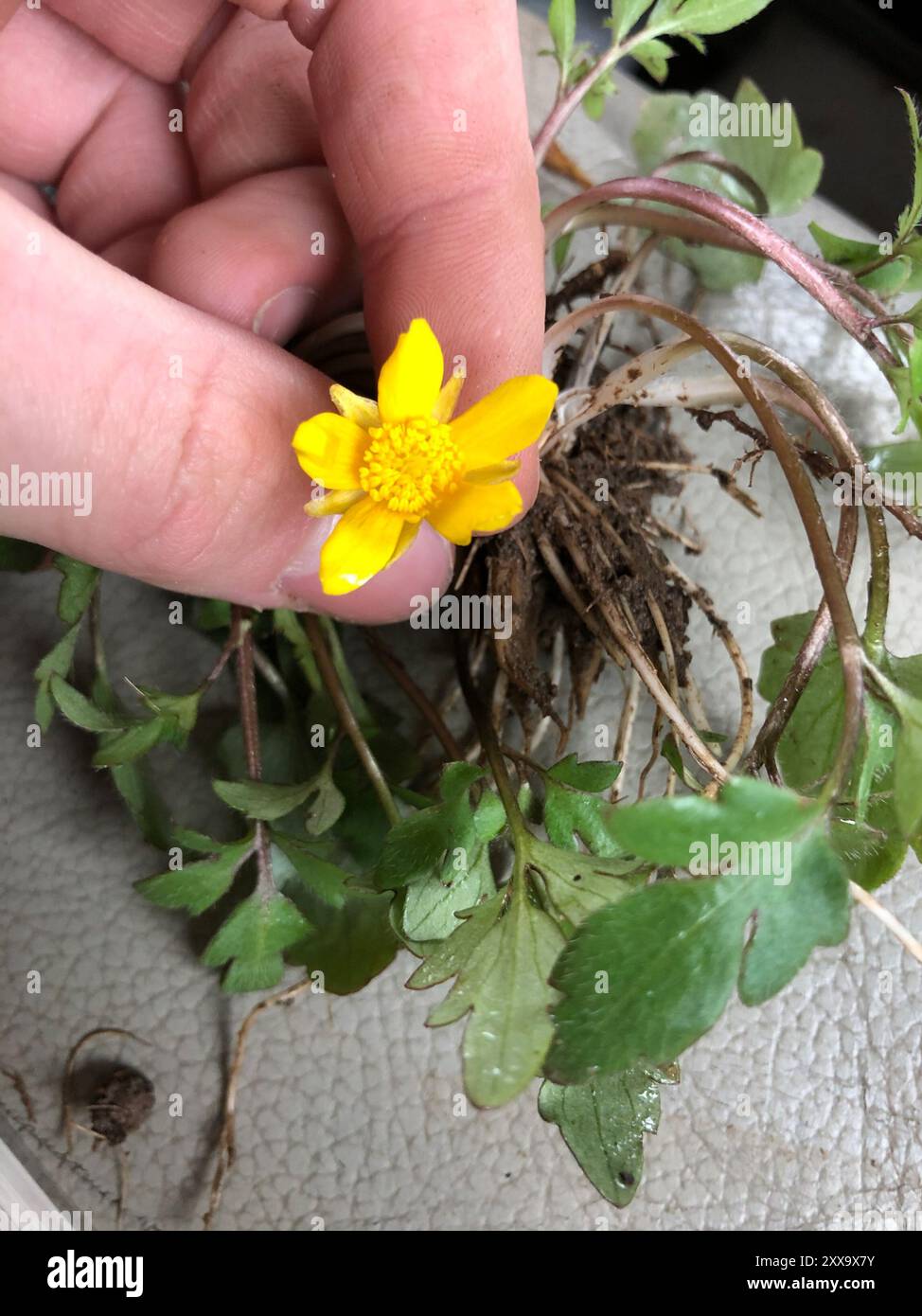 Early Buttercup (Ranunculus fascicularis) Plantae Stock Photo - Alamy