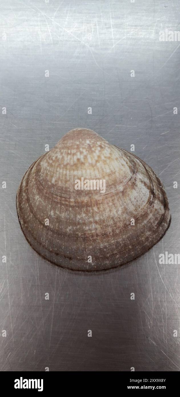 Bittersweet clams hi-res stock photography and images - Alamy