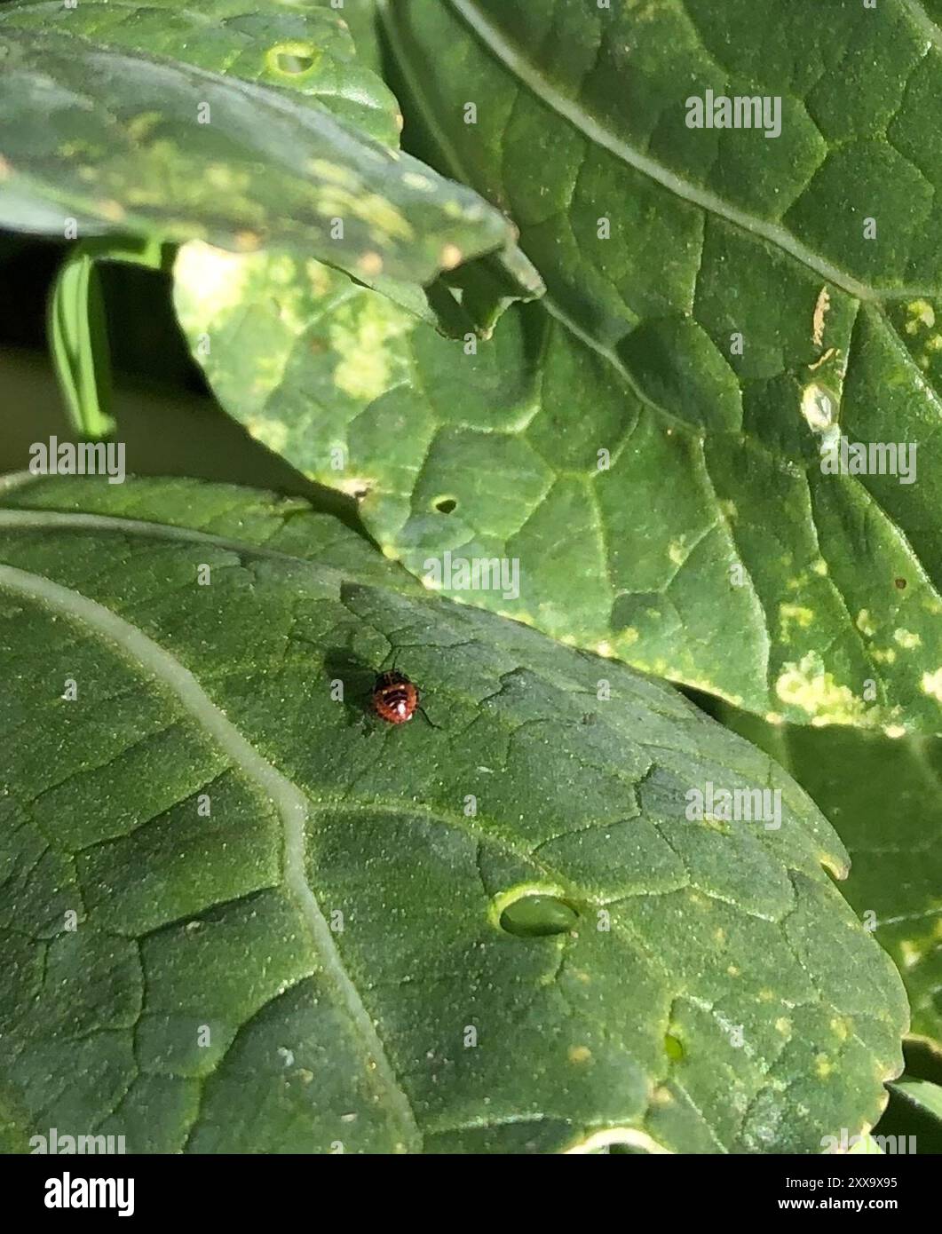 Bagrada Bug (Bagrada hilaris) Insecta Stock Photo - Alamy