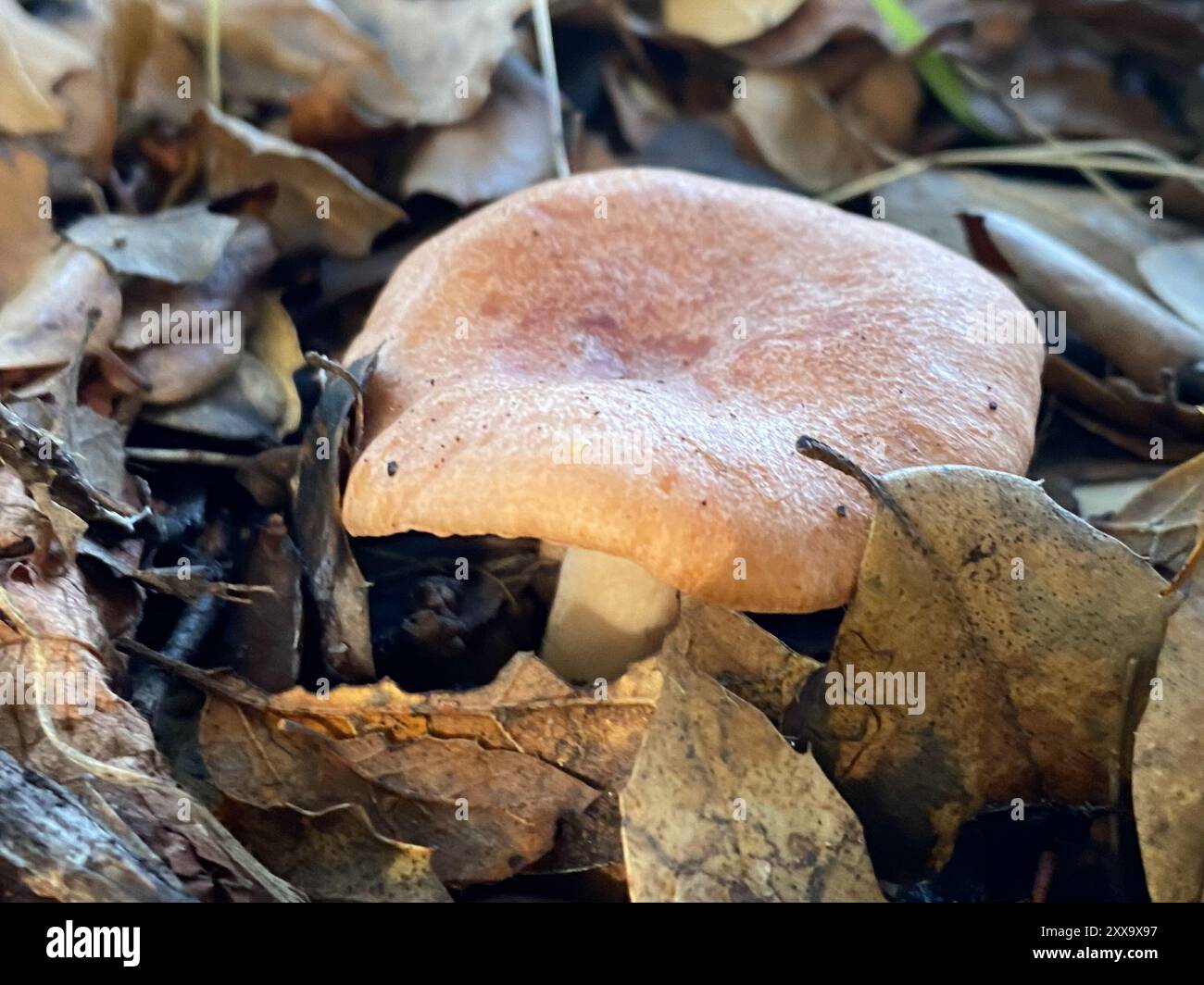 Common Milkcaps (Lactarius) Fungi Stock Photo - Alamy