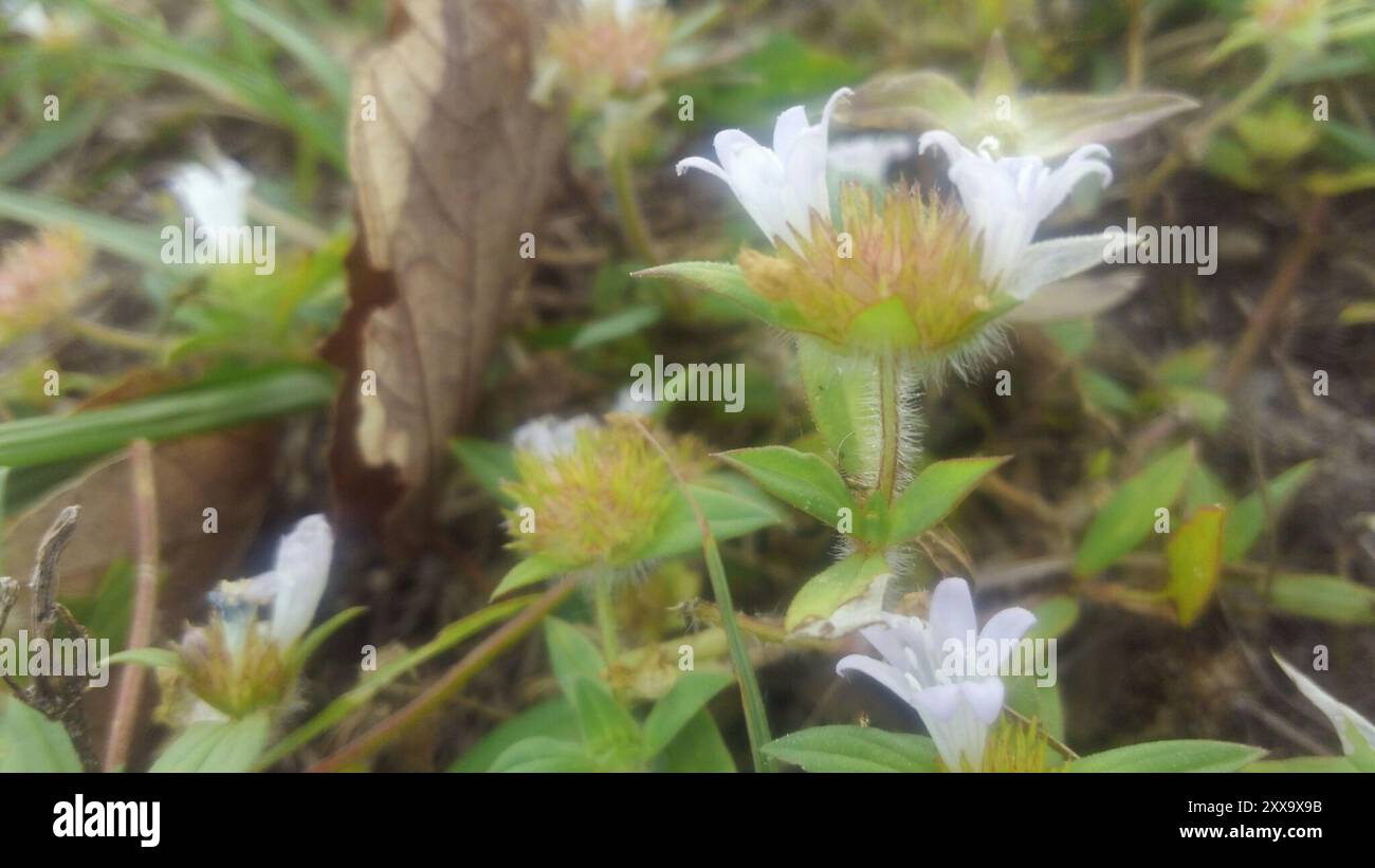 largeflower Mexican clover (Richardia grandiflora) Plantae Stock Photo ...