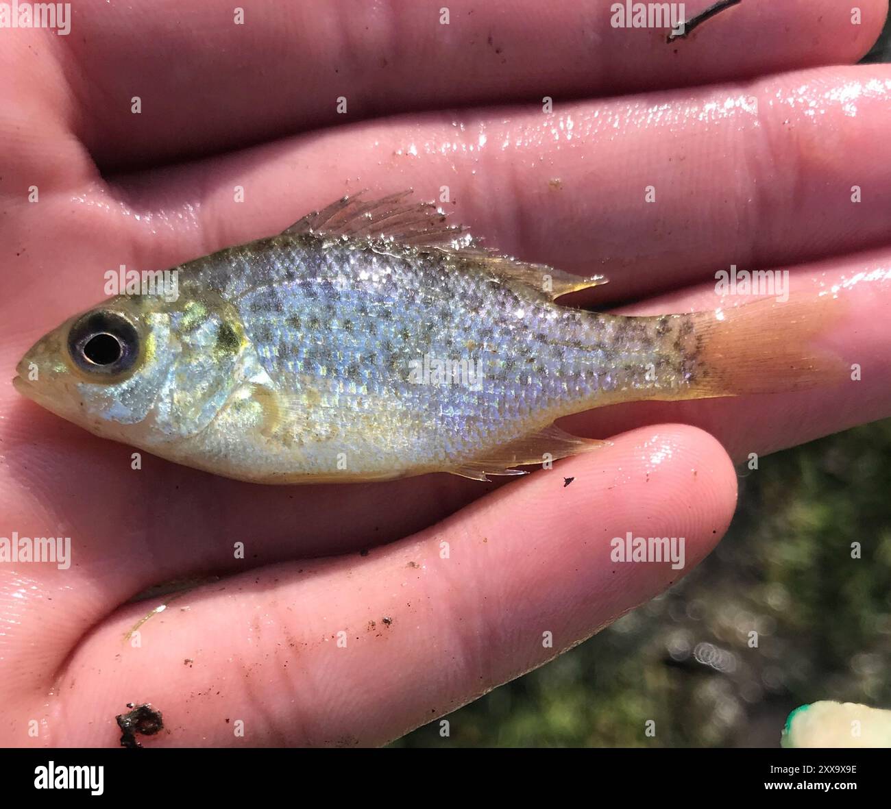 Redear Sunfish (Lepomis microlophus) Actinopterygii Stock Photo - Alamy