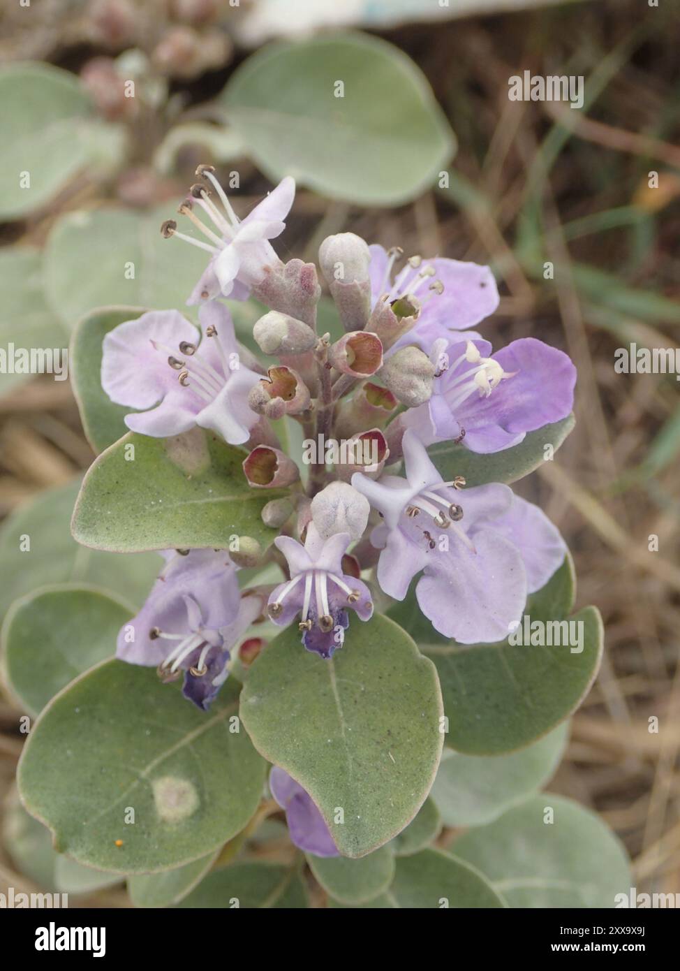 Beach Vitex (Vitex rotundifolia) Plantae Stock Photo - Alamy
