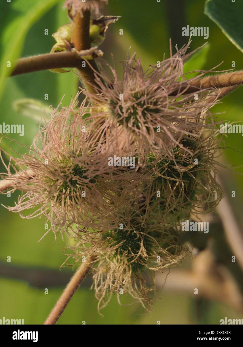 Paper mulberry (Broussonetia papyrifera) Plantae Stock Photo - Alamy