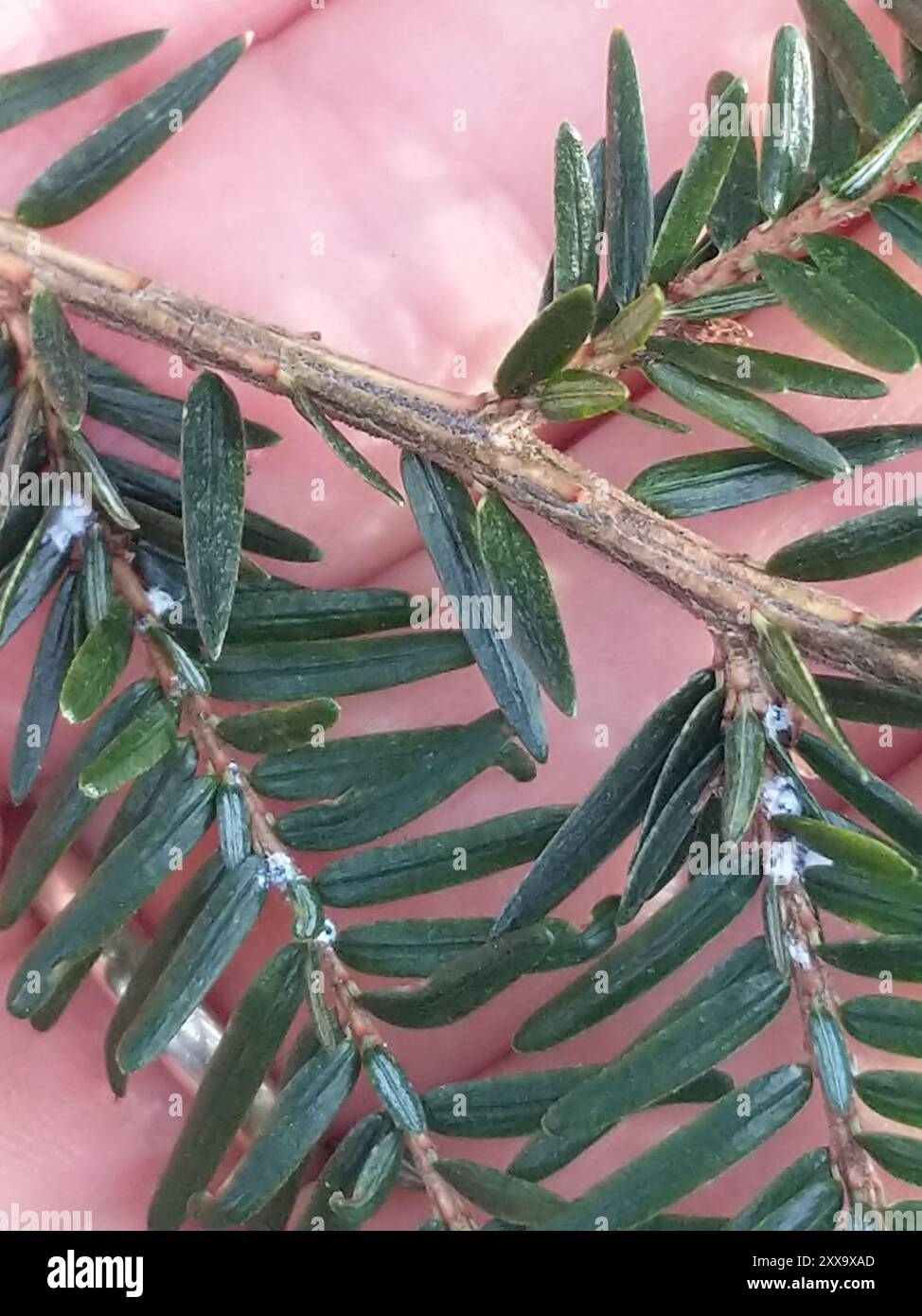 Hemlock Woolly Adelgid (Adelges tsugae) Insecta Stock Photo - Alamy