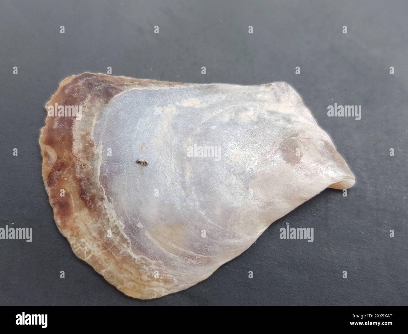Flat Tree Oyster (Isognomon alatus) Mollusca Stock Photo - Alamy