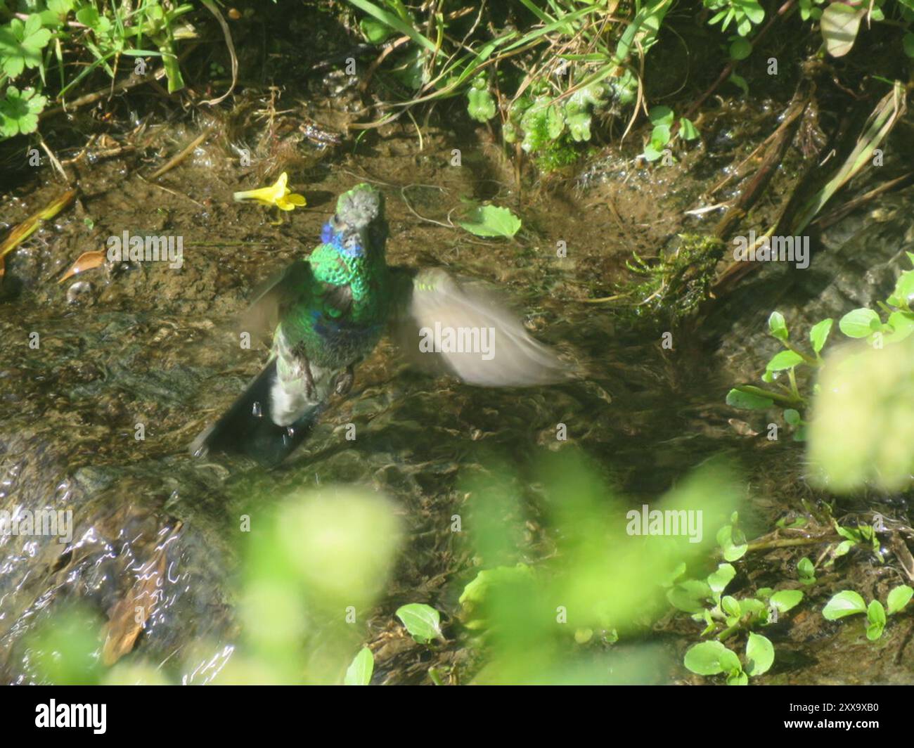 Sparkling Violetear (Colibri coruscans) Aves Stock Photo - Alamy