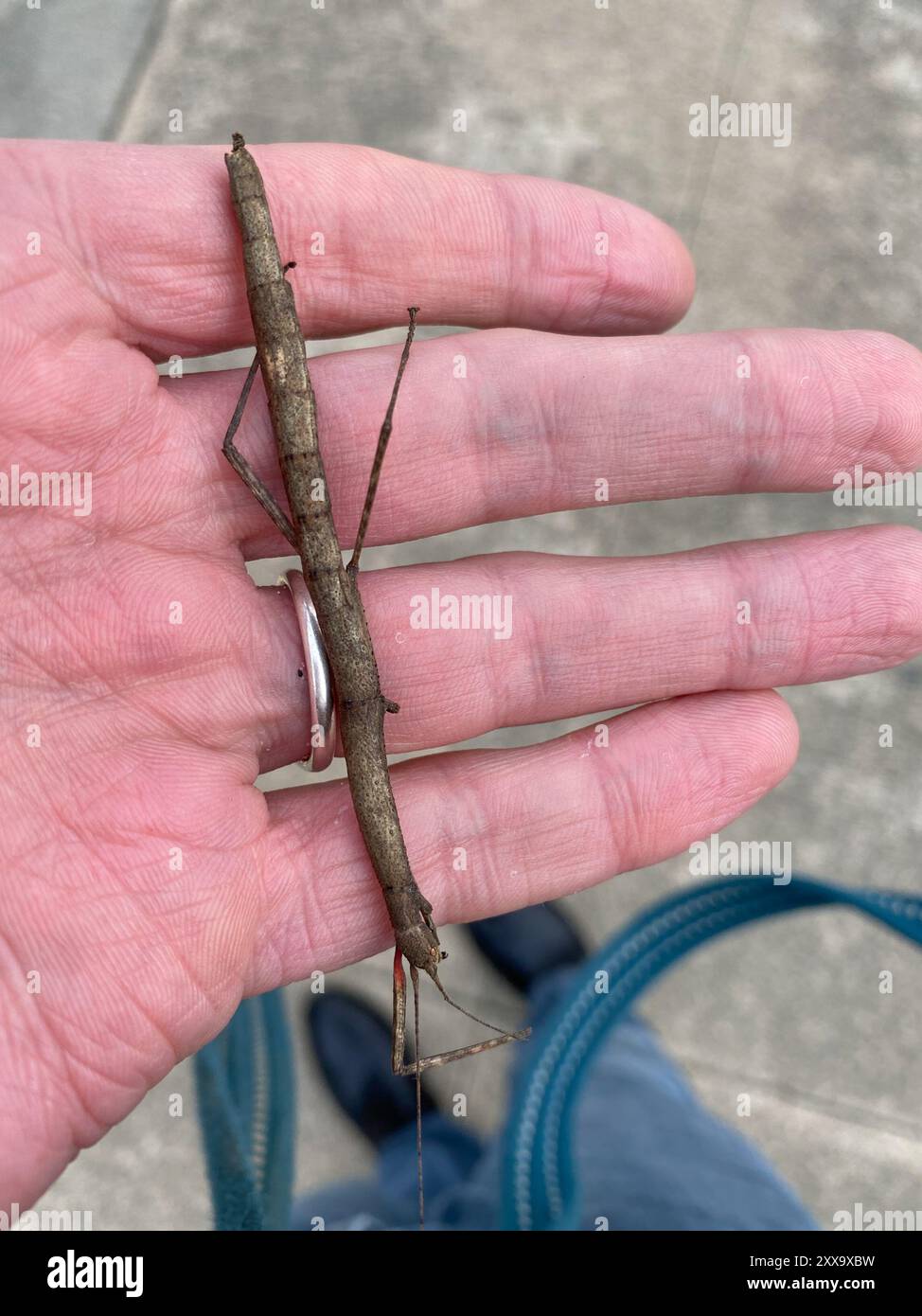 Indian Walking Stick (Carausius morosus) Insecta Stock Photo - Alamy