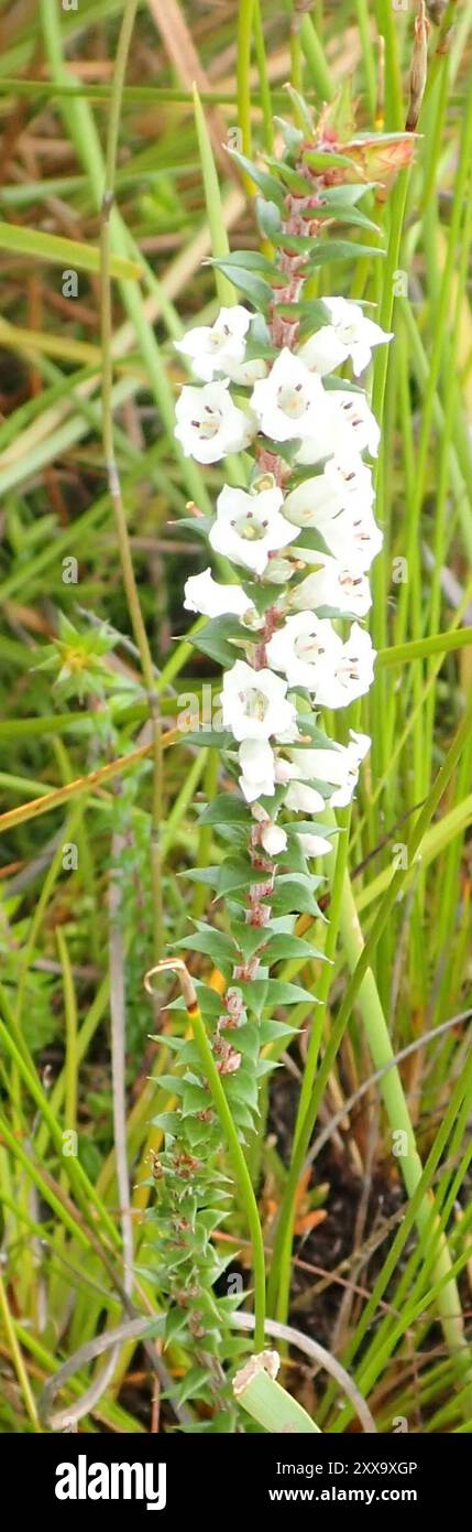 Common Heath (Epacris impressa) Plantae Stock Photo - Alamy