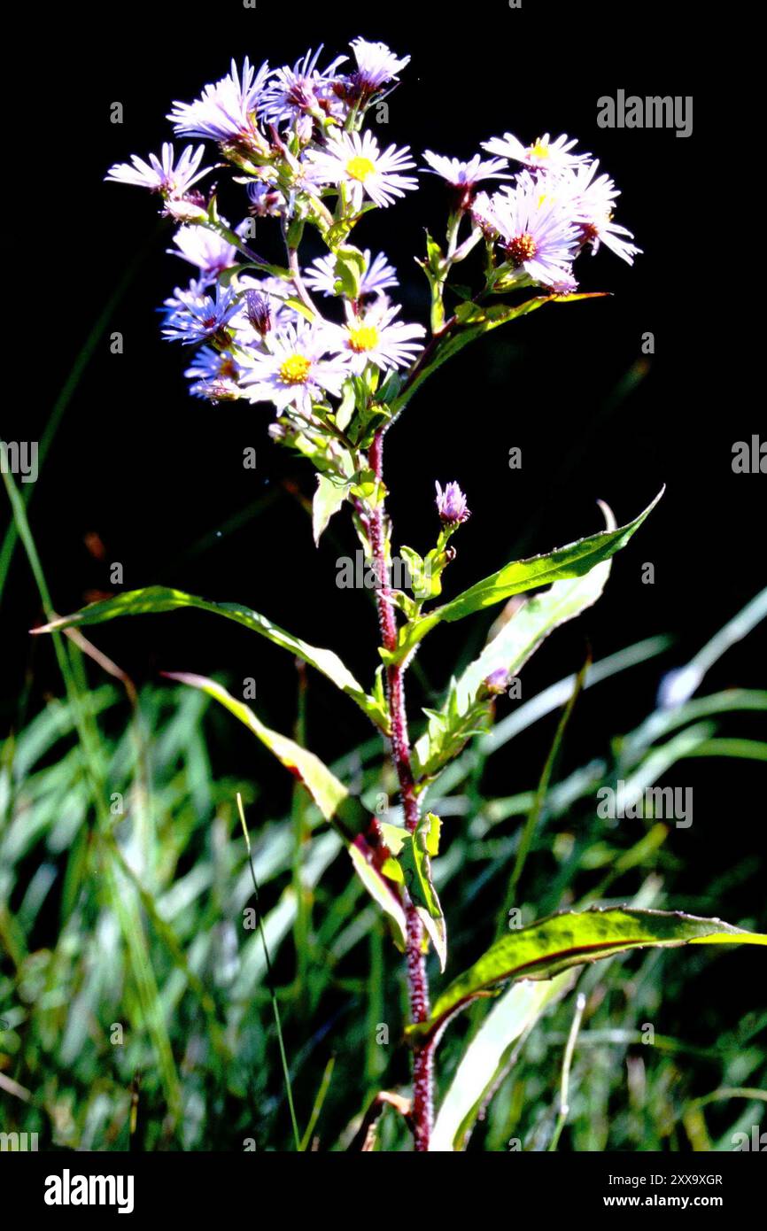 swamp aster (Symphyotrichum puniceum) Plantae Stock Photo - Alamy