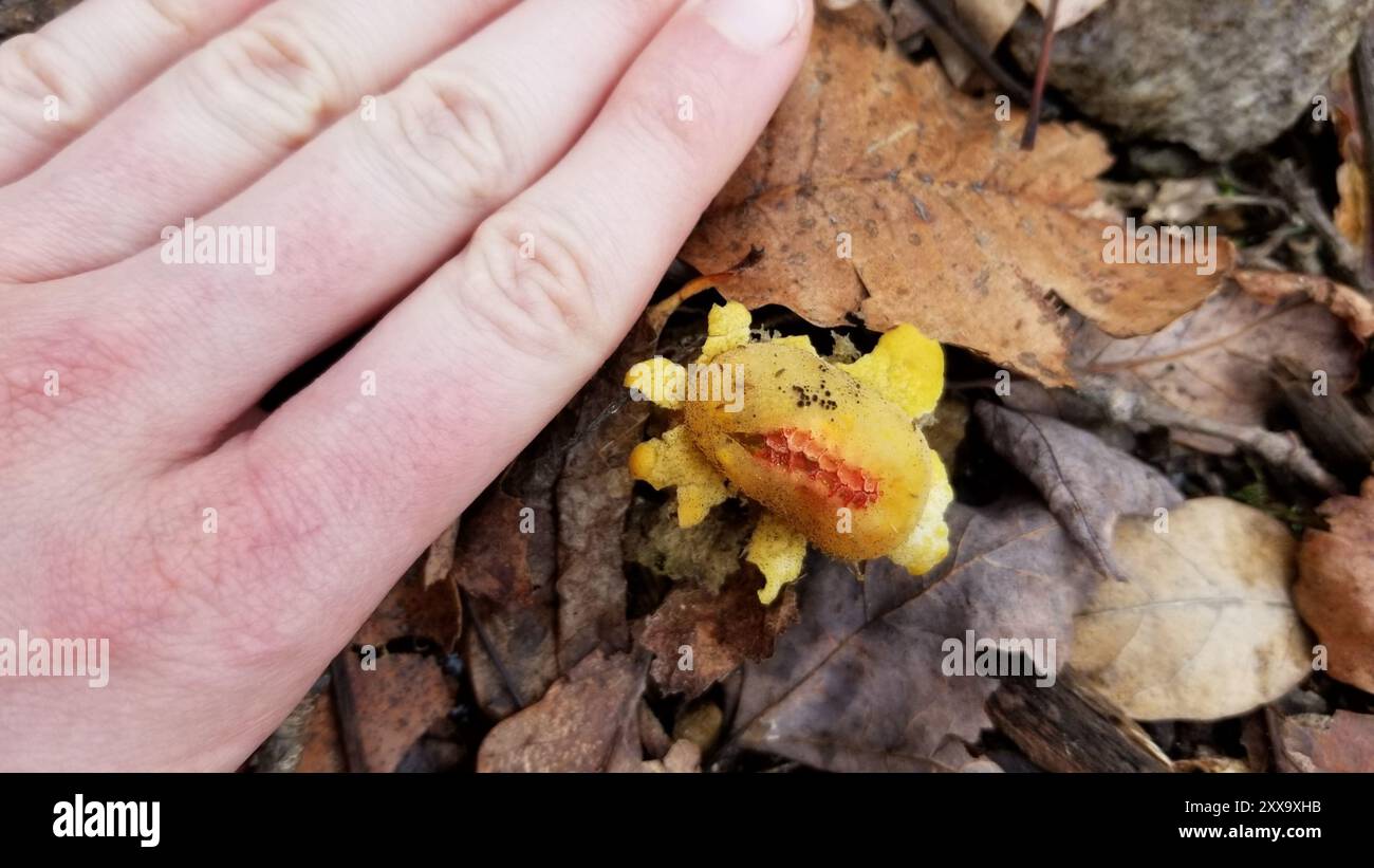 Collared Calostoma (Calostoma lutescens) Fungi Stock Photo - Alamy