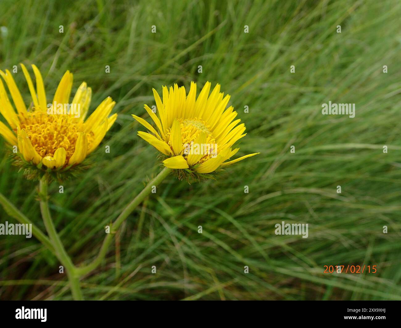 Pretty African Thistle (Berkheya speciosa) Plantae Stock Photo - Alamy