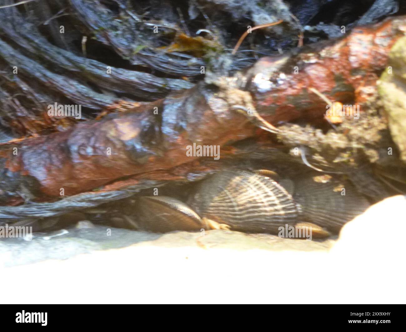 Atlantic Ribbed Mussel (Geukensia demissa) Mollusca Stock Photo - Alamy