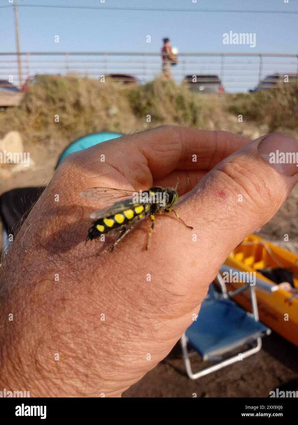 (Stictia flexuosa) Insecta Stock Photo - Alamy
