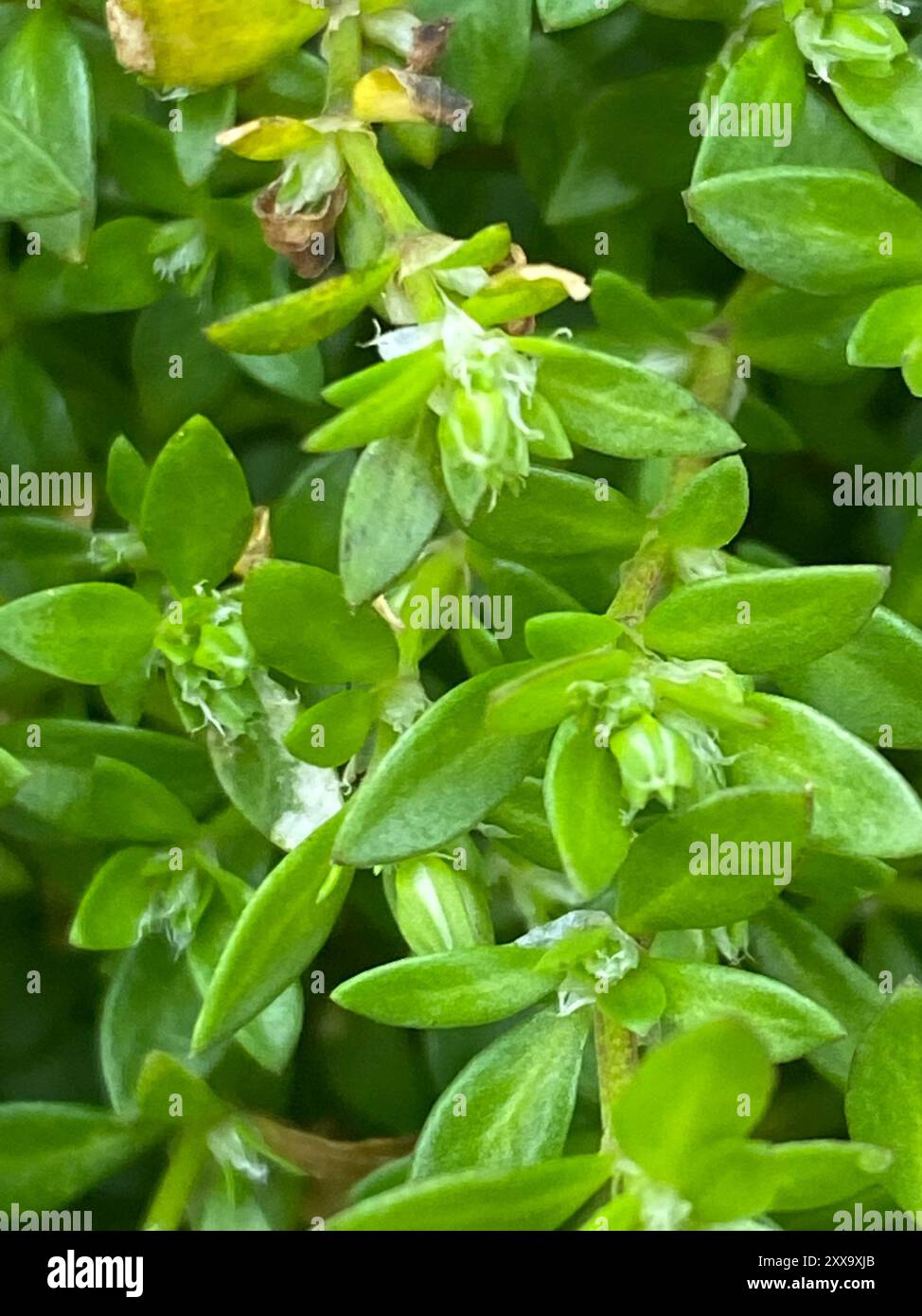 fourleaf manyseed (Polycarpon tetraphyllum) Plantae Stock Photo - Alamy