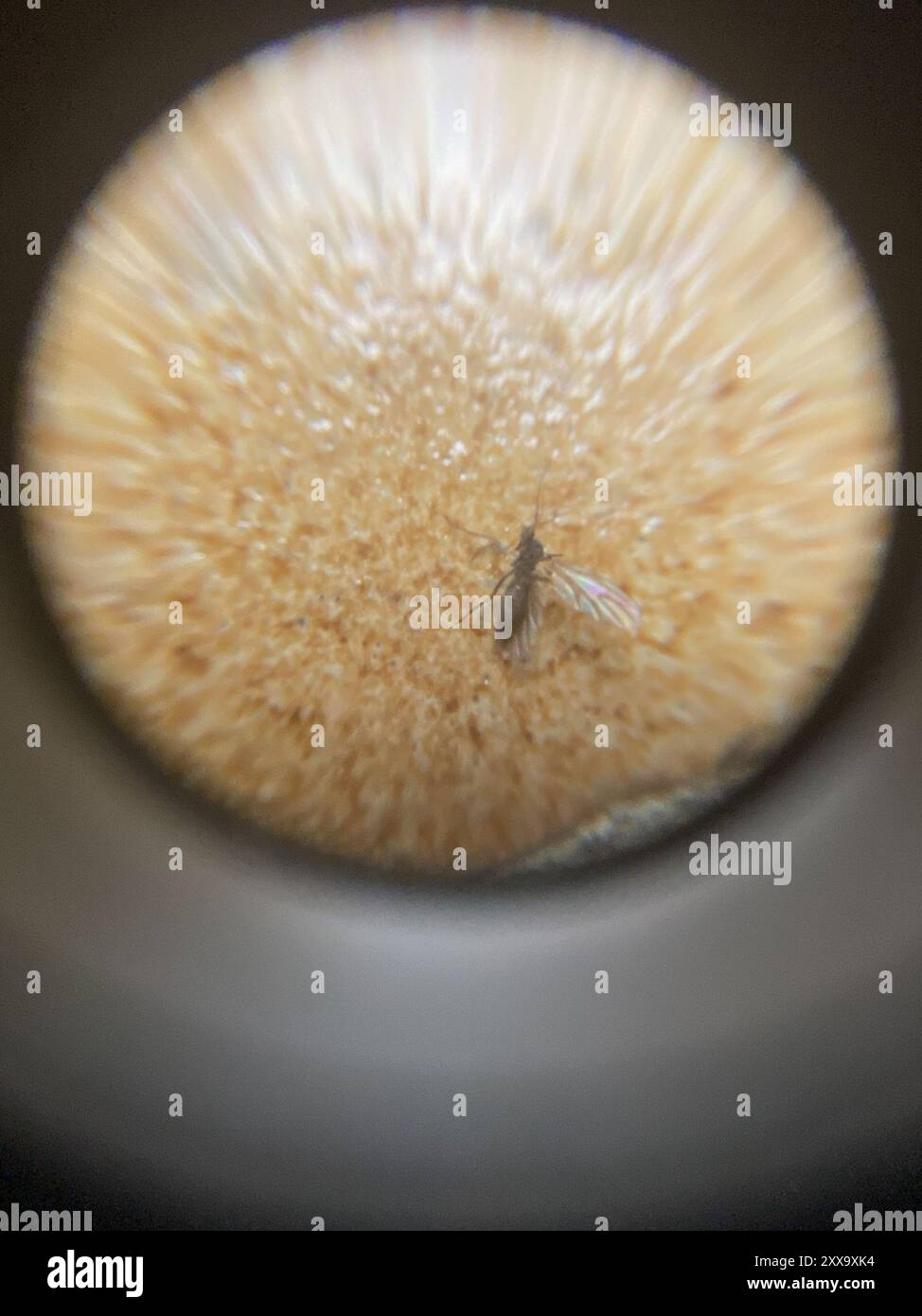 Fungus Gnats and Gall Midges (Sciaroidea) Insecta Stock Photo - Alamy