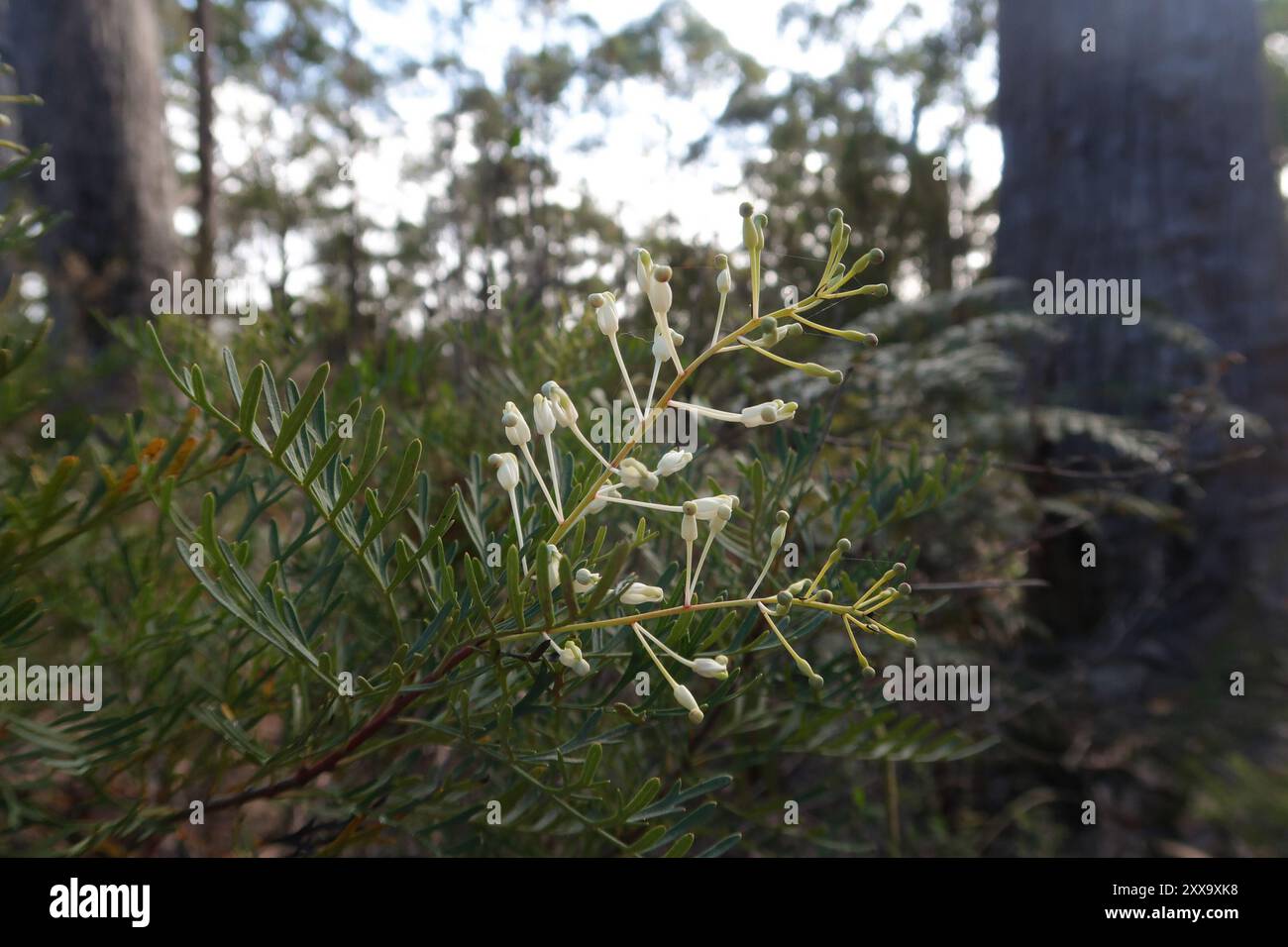 Guitar plant (Lomatia tinctoria) Plantae Stock Photo - Alamy