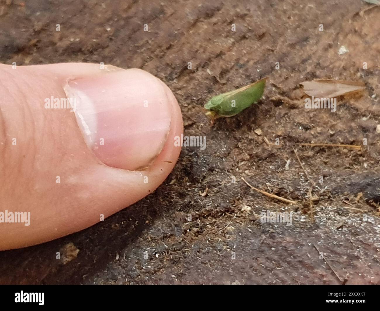 Torpedo Bug (Siphanta acuta) Insecta Stock Photo - Alamy