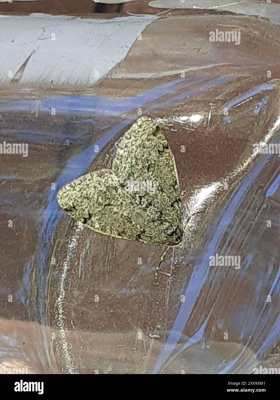 Small Phigalia Moth (Phigalia strigataria) Insecta Stock Photo - Alamy