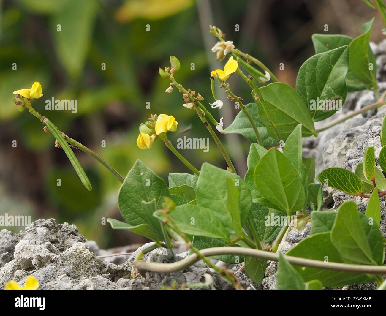 beach pea (Vigna marina) Plantae Stock Photo - Alamy