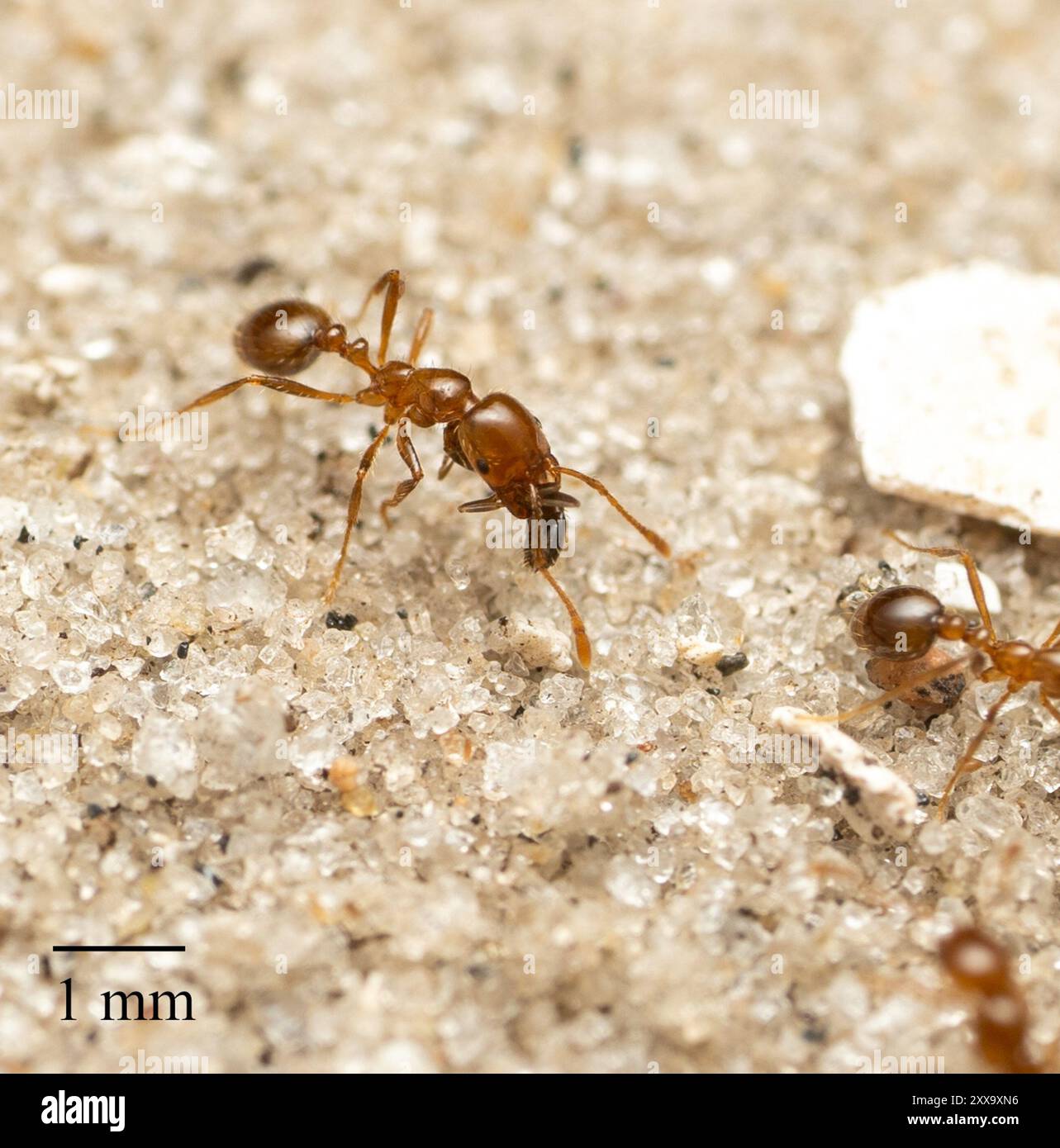 Red Imported Fire Ant (Solenopsis invicta) Insecta Stock Photo - Alamy