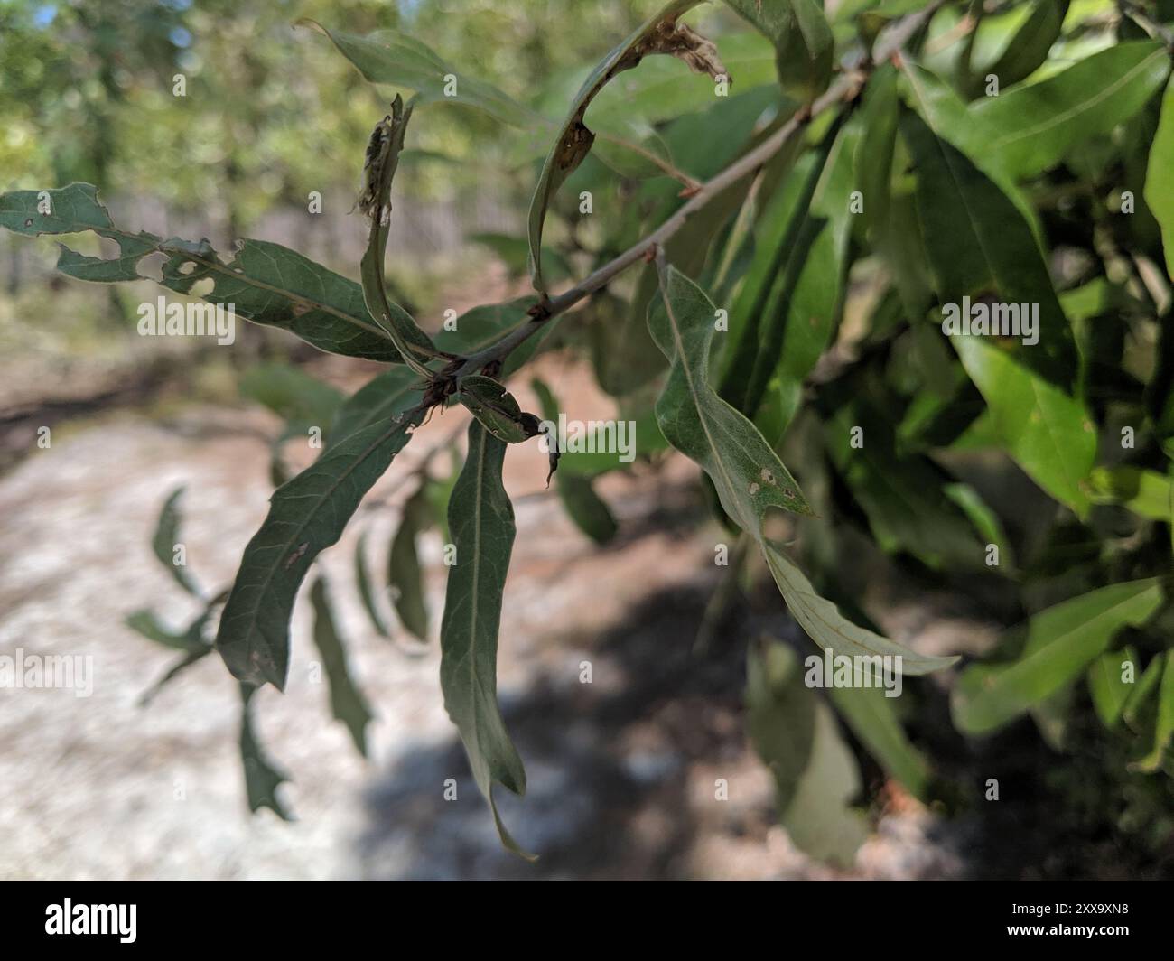 bluejack oak (Quercus incana) Plantae Stock Photo - Alamy