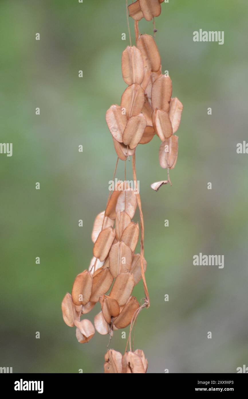 air potato (Dioscorea bulbifera) Plantae Stock Photo - Alamy