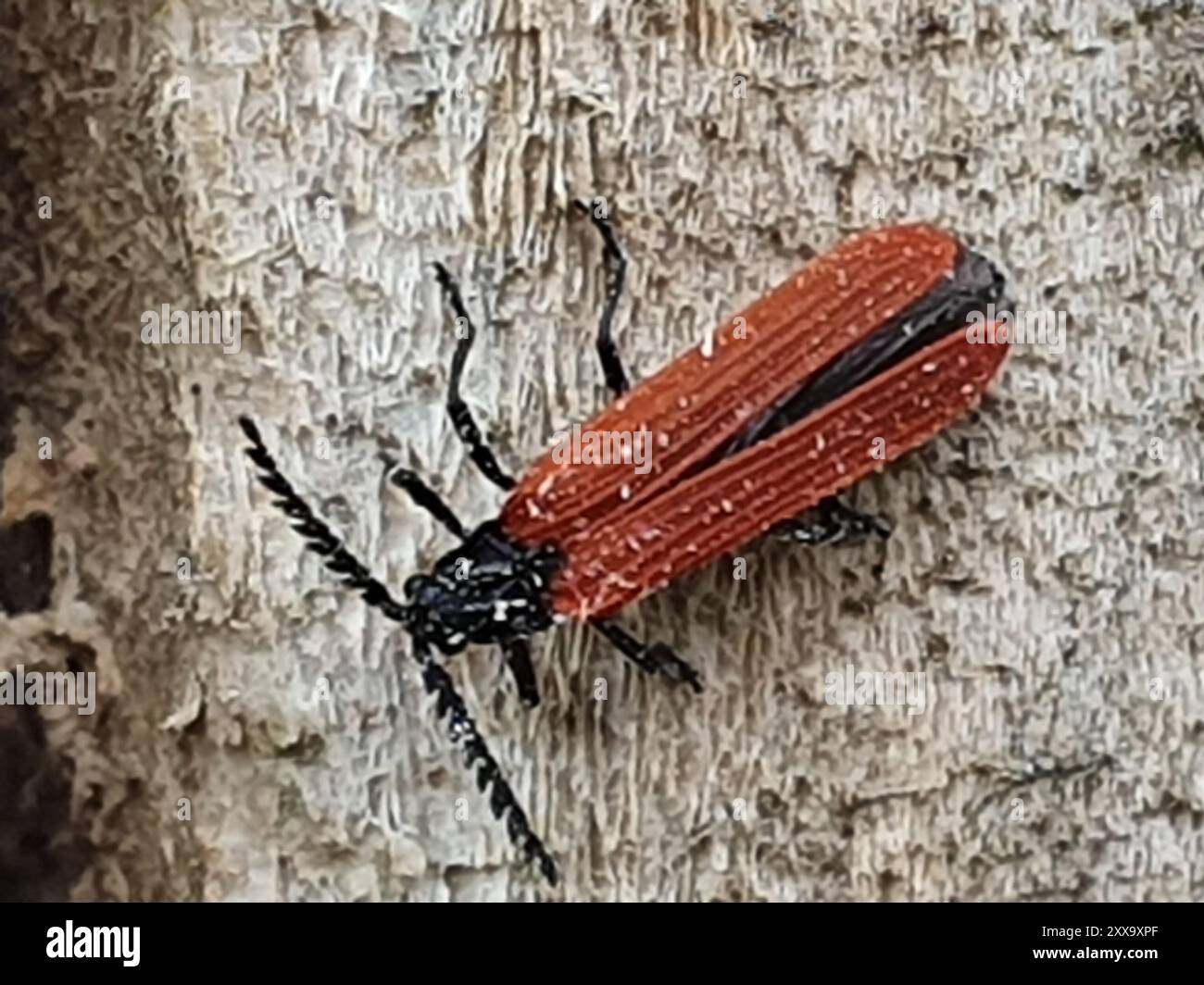 Red-winged Lycid (Porrostoma rufipenne) Insecta Stock Photo - Alamy