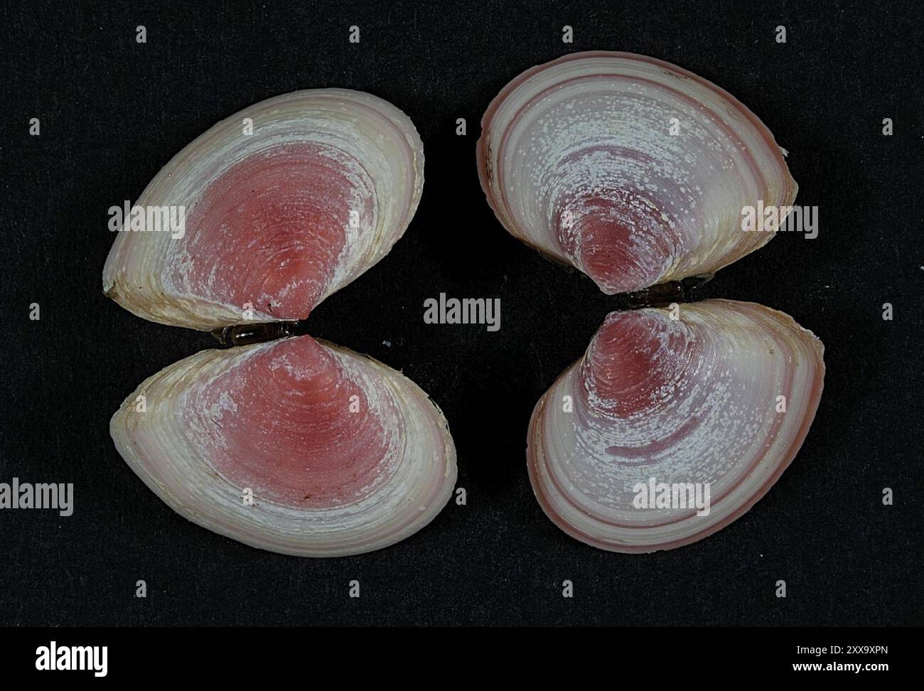 Baltic Macoma (Macoma balthica) Mollusca Stock Photo - Alamy
