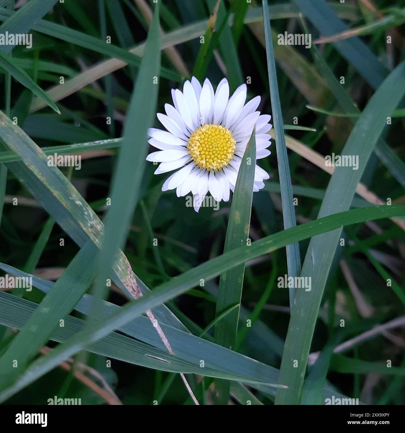 Lawn daisy (Bellis perennis) Plantae Stock Photo - Alamy