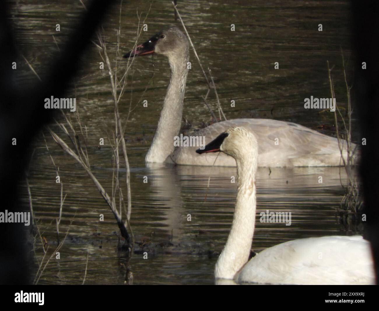 Trumpeter Swan (Cygnus buccinator) Aves Stock Photo - Alamy