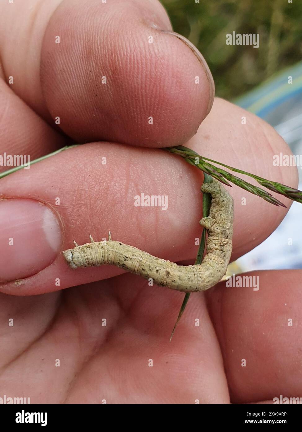Geometer Moths (Geometridae) Insecta Stock Photo - Alamy