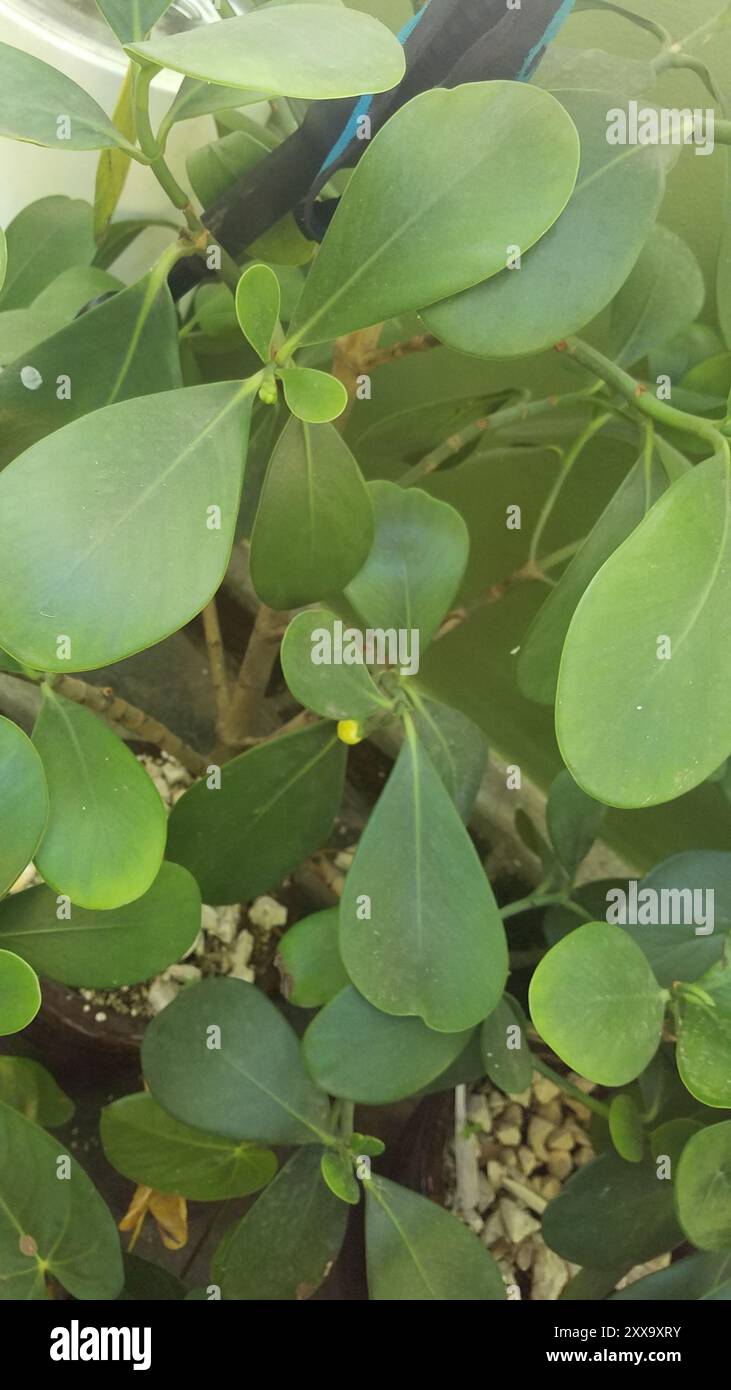 autograph tree (Clusia rosea) Plantae Stock Photo - Alamy